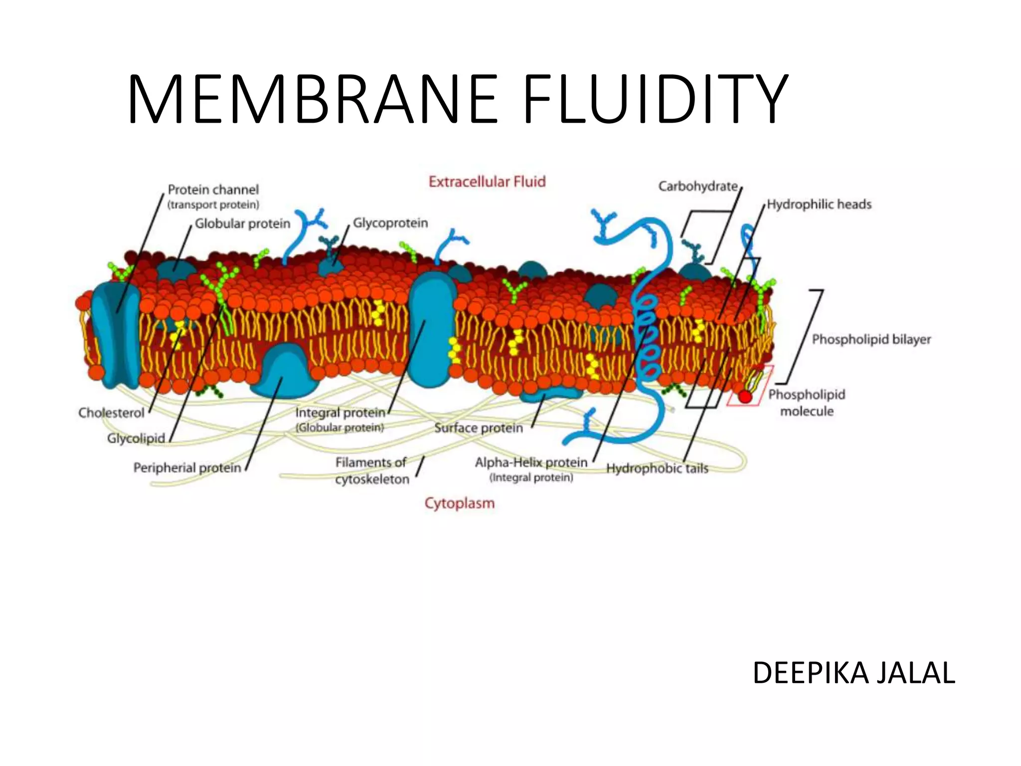 Membrane fluidity | PPTX