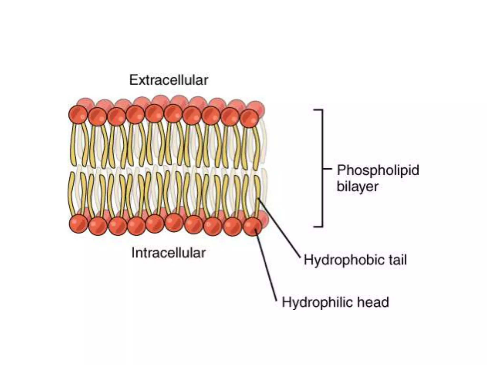 Membrane fluidity | PPTX
