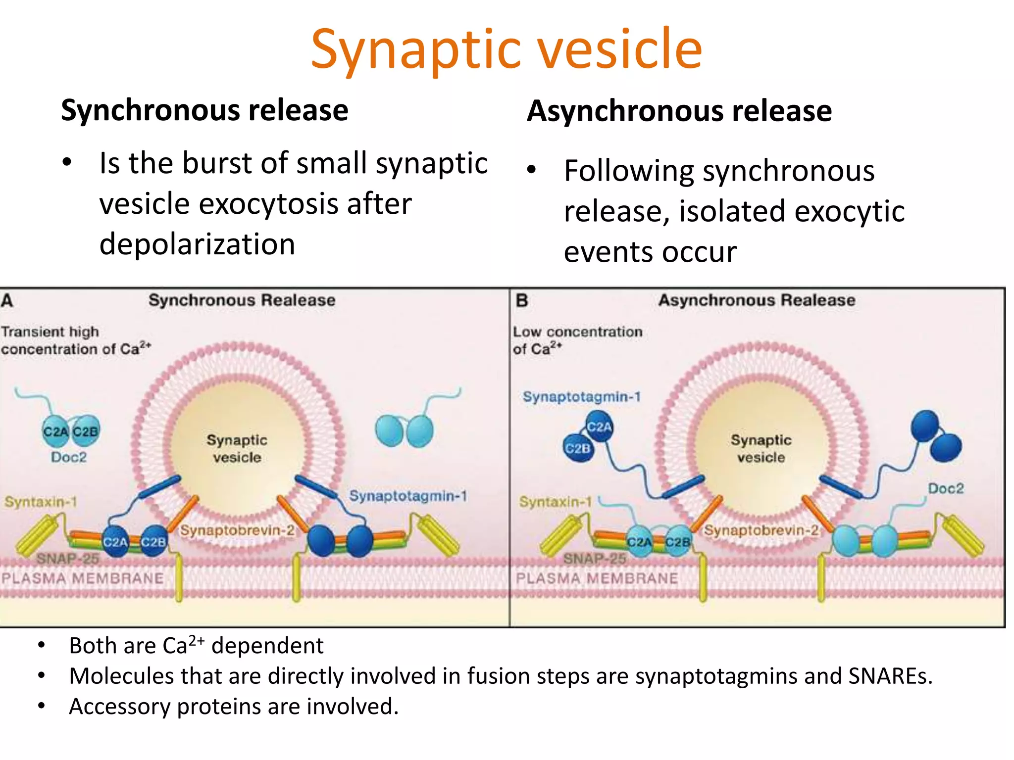 Membrane fusion | PPTX