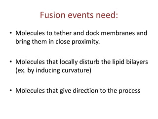 Membrane fusion | PPTX | Biological Sciences | Science
