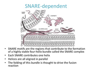 Membrane fusion | PPTX