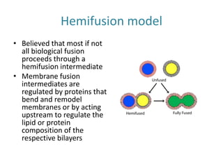 Membrane fusion | PPTX | Biological Sciences | Science
