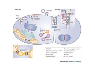 Membrane fusion | PPTX | Biological Sciences | Science