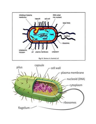 Bacteria Parts and Definition | PDF