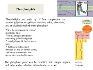 Membrane lipidomics presentation submitted by Yenkokpam Supriya | PPTX