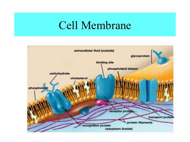 Membrane physiology