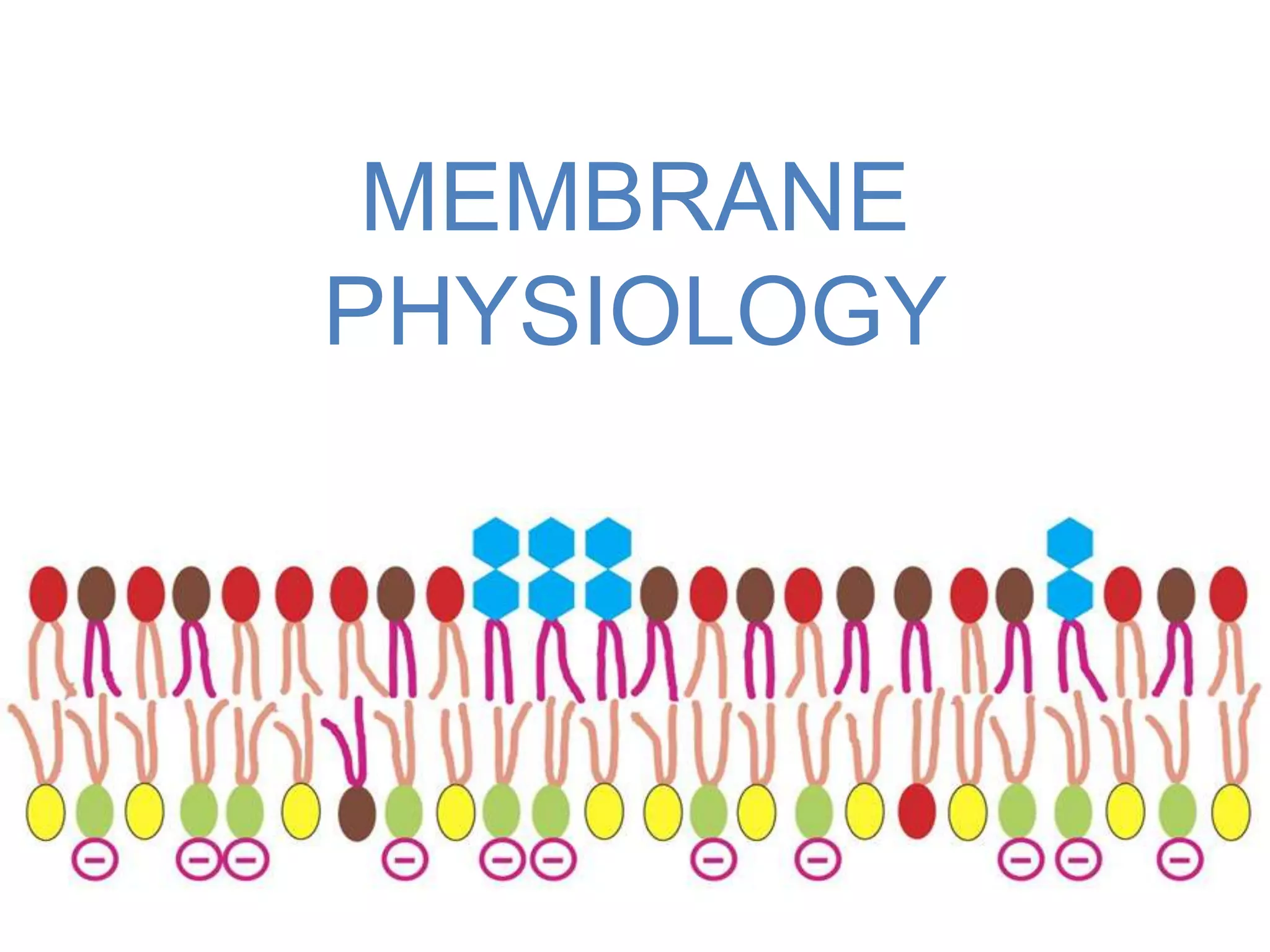 Membrane Physiology | PPTX