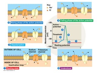Membrane Physiology | PPTX