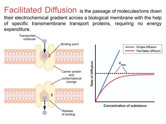 Membrane Physiology