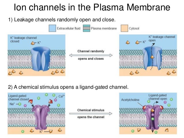 Membrane Physiology