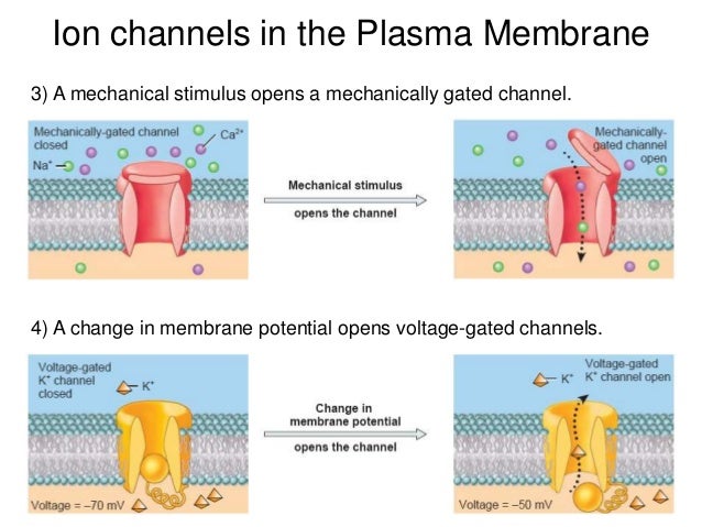 Membrane Physiology
