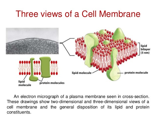 Membrane Physiology