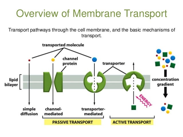 Membrane Physiology