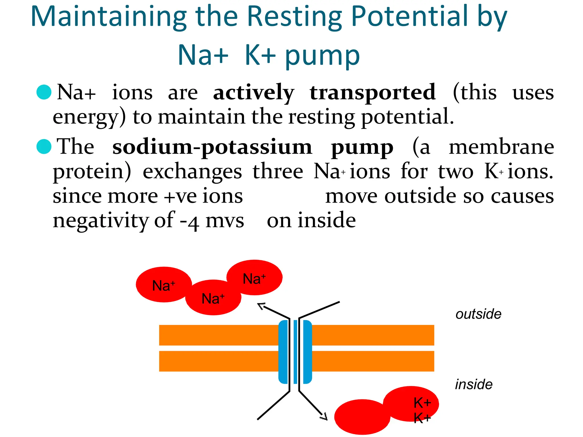 Membrane and Resting Membrane potential .ppt