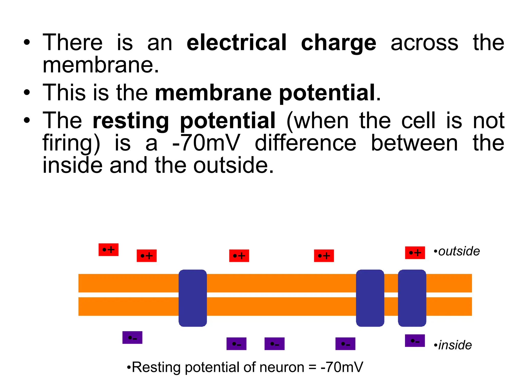Membrane and Resting Membrane potential .ppt