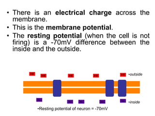 Membrane and Resting Membrane potential .ppt