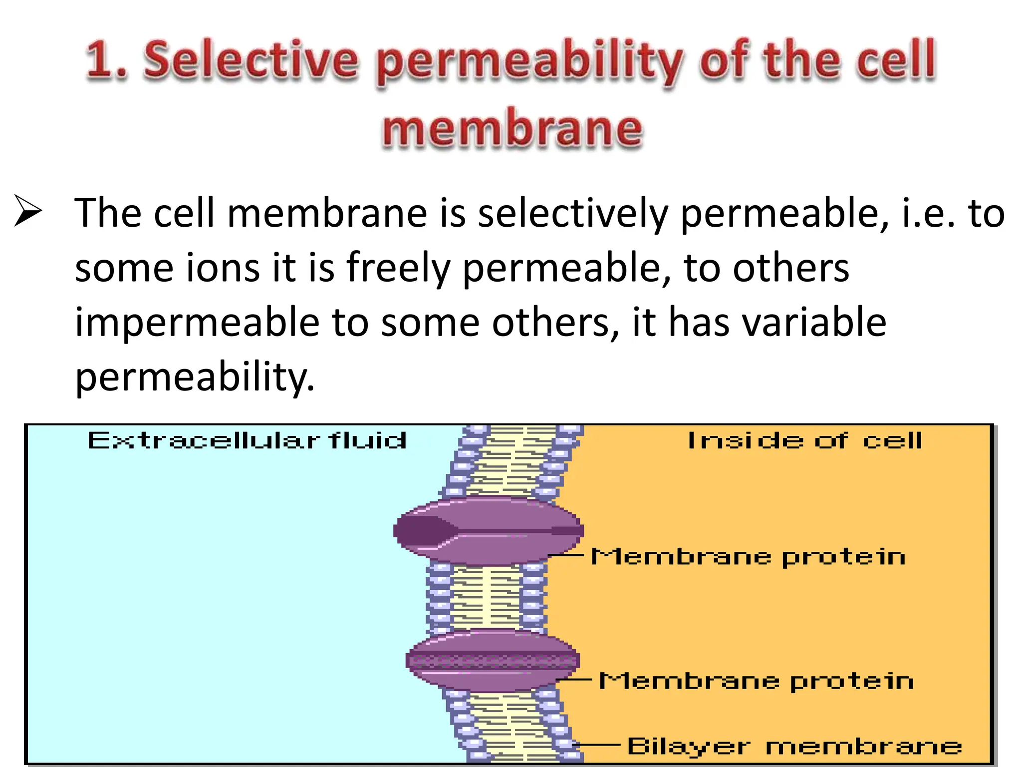 MEMBRANE POTENTIAL.pptx