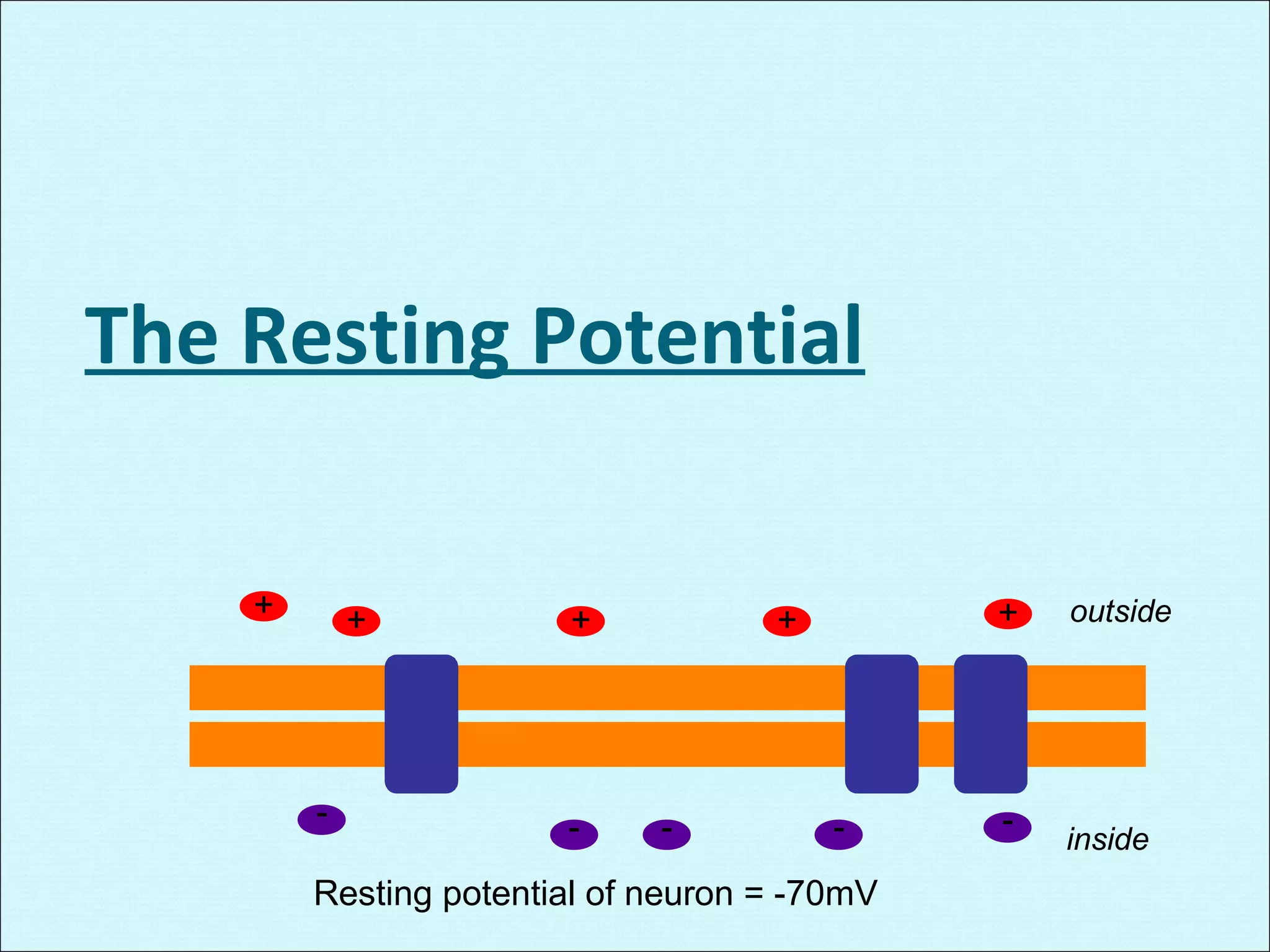 Membrane potential + action potential | PPT