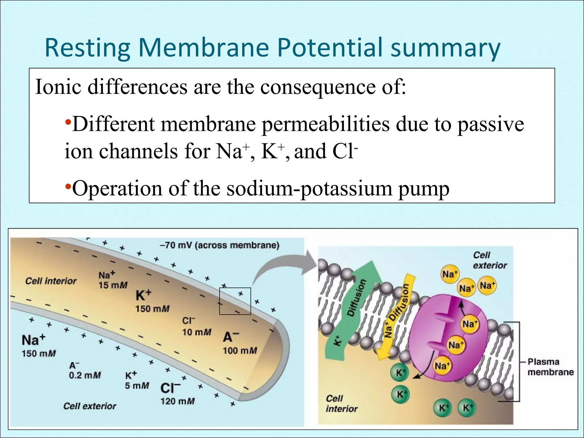 Membrane potential + action potential | PPT