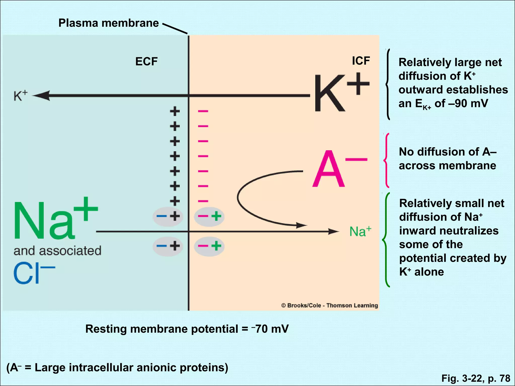 Membrane potential + action potential | PPT