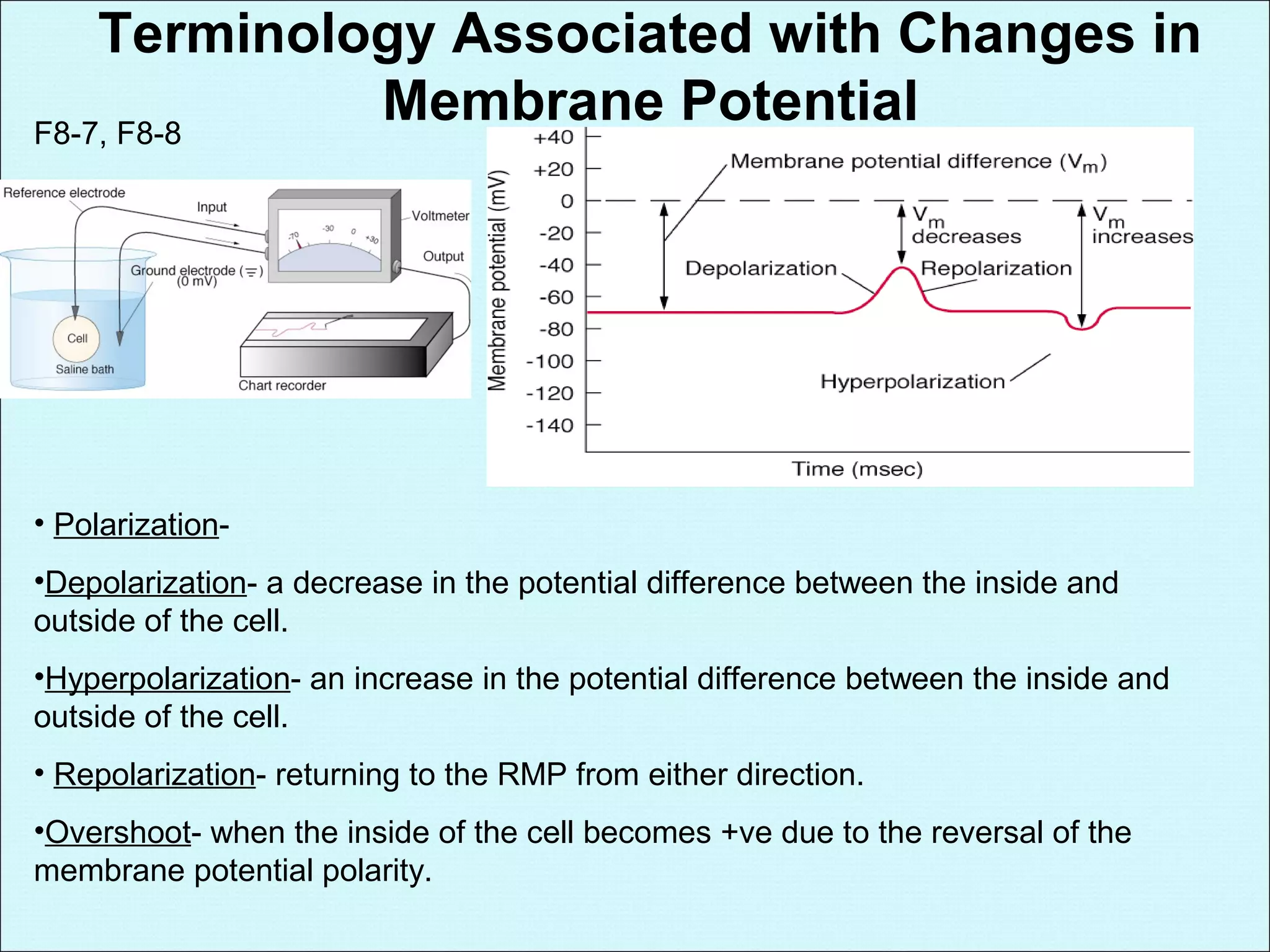 Membrane potential + action potential | PPT