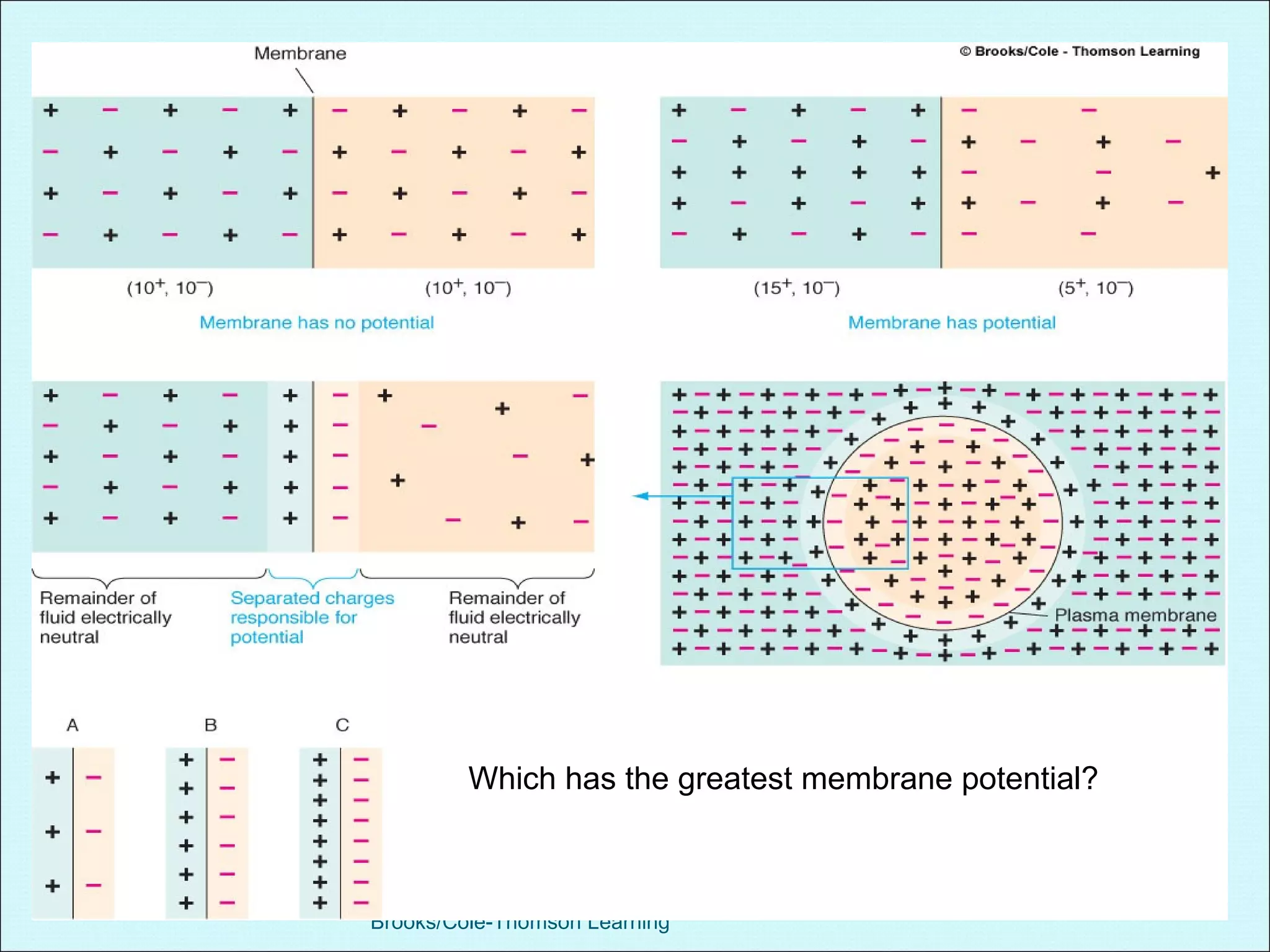 Membrane potential + action potential | PPT
