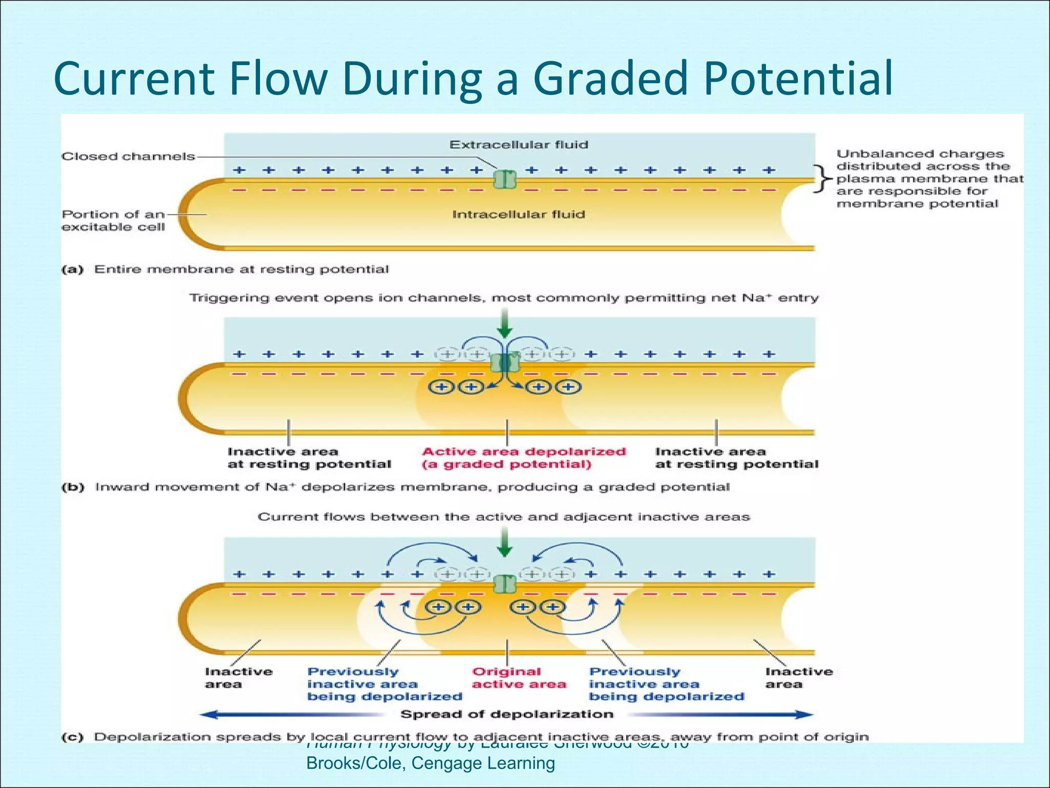 Membrane potential + action potential | PPT