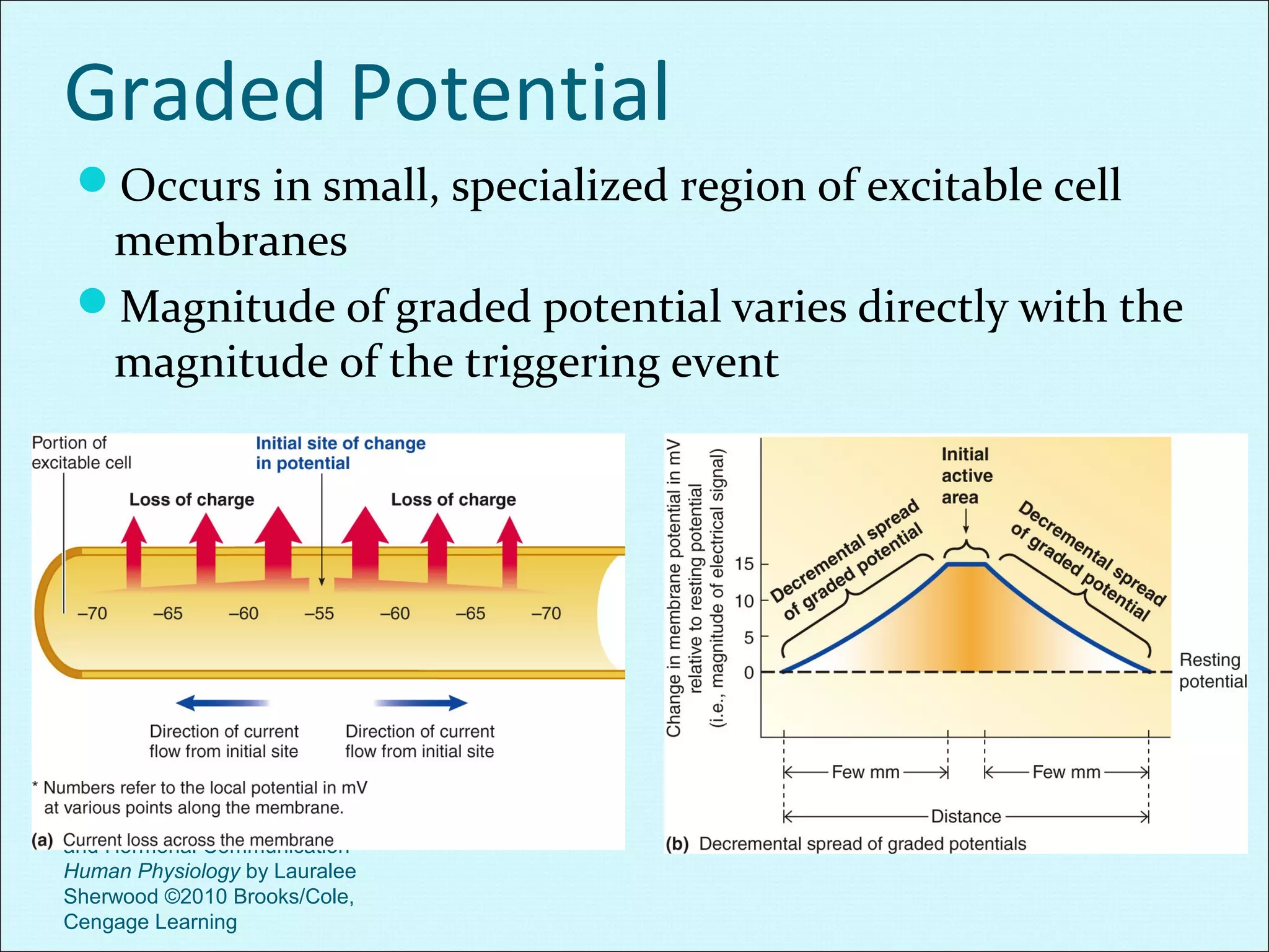 Membrane potential + action potential | PPT