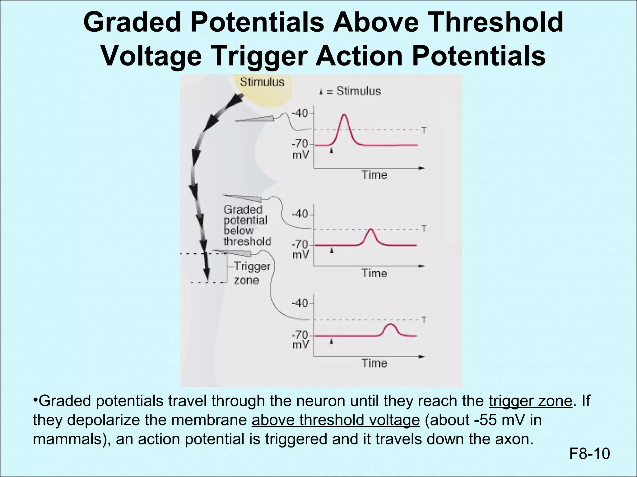 Membrane potential + action potential | PPT