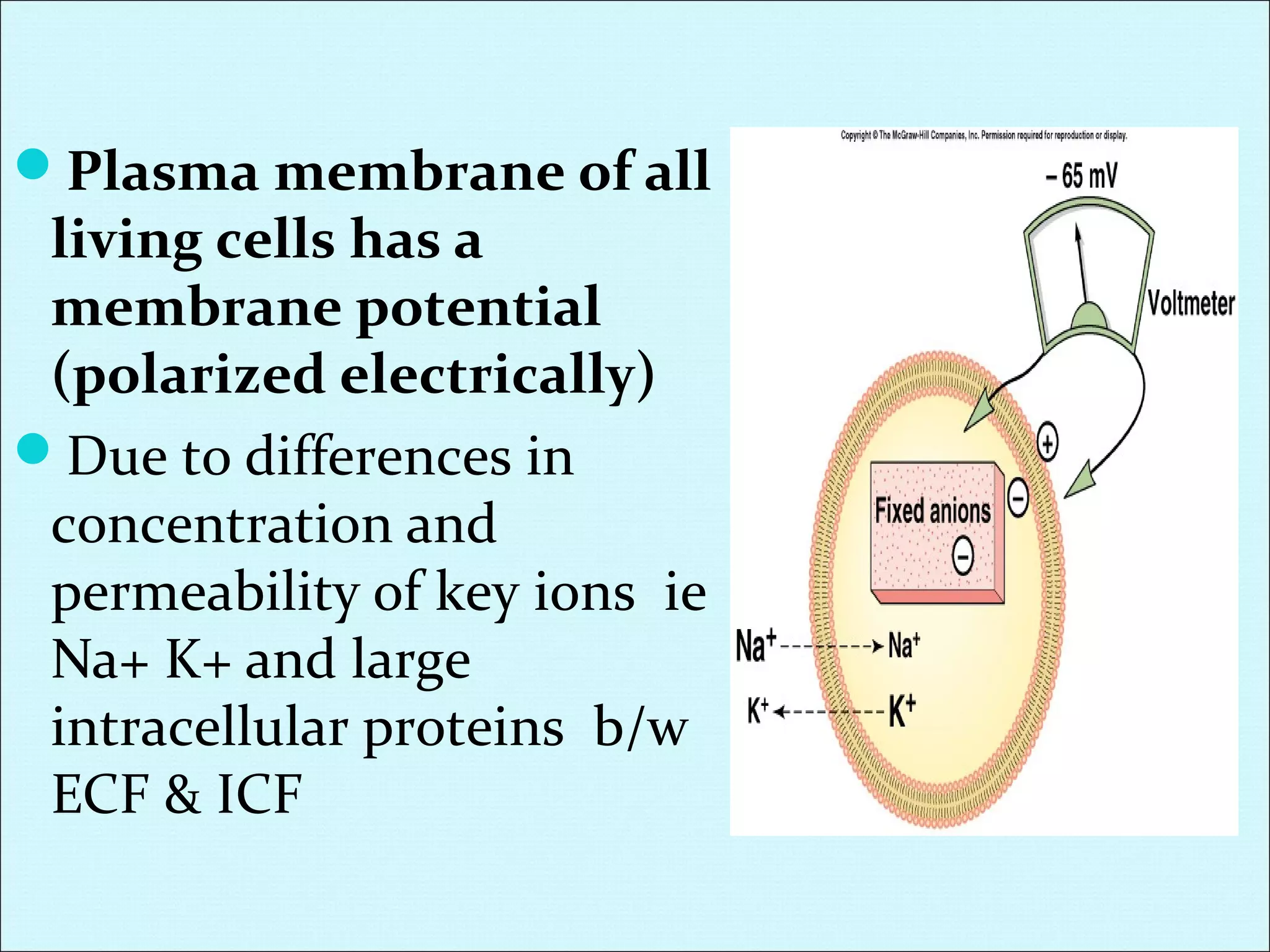 Membrane potential + action potential | PPT