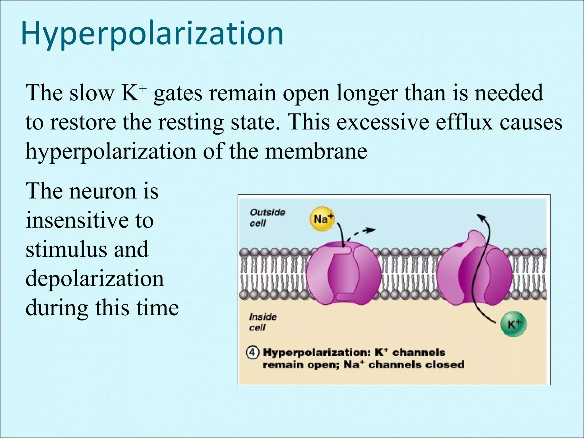 Membrane potential + action potential | PPT