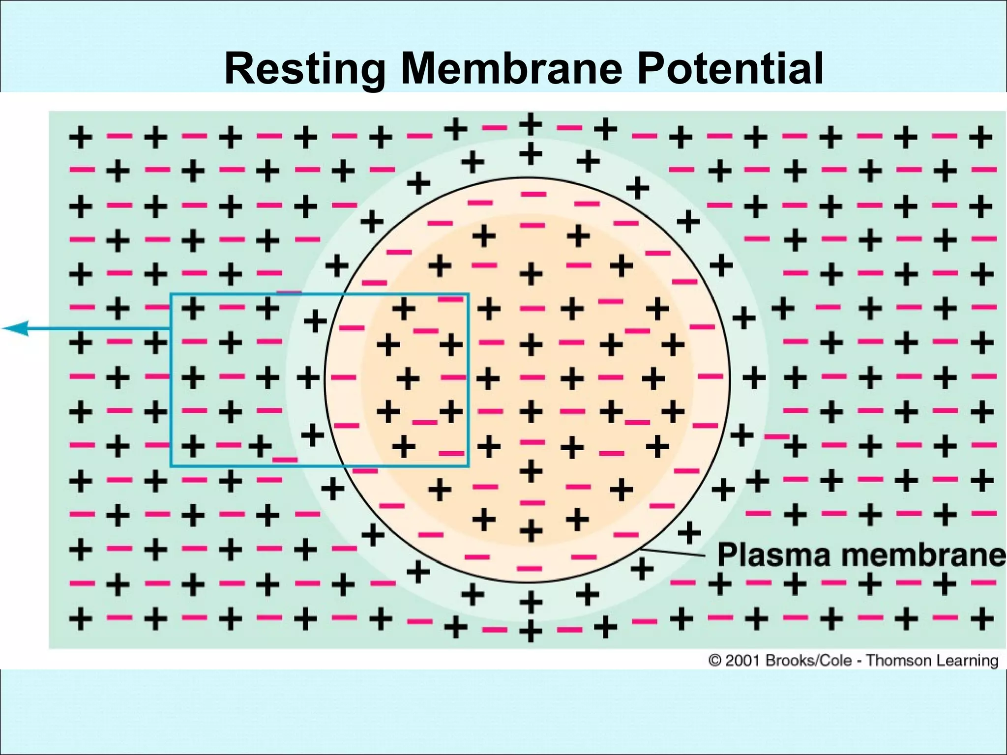 Membrane potential + action potential | PPT