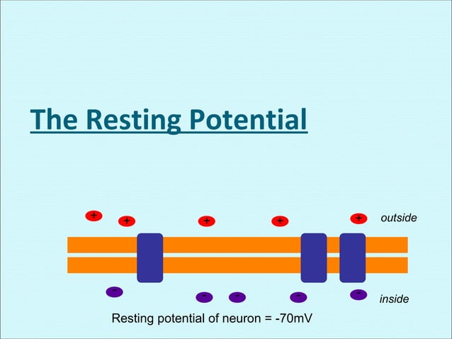 Membrane potential + action potential | PPT