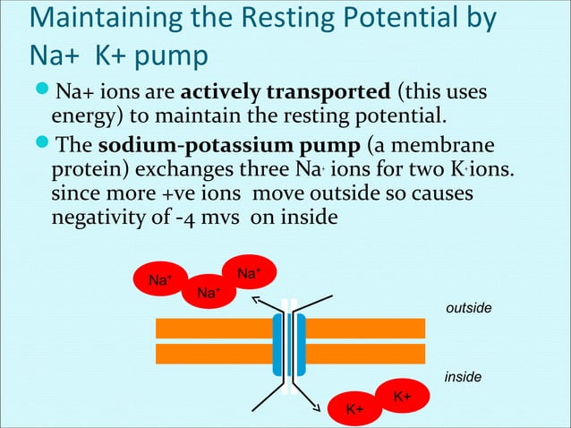 Membrane potential + action potential | PPT
