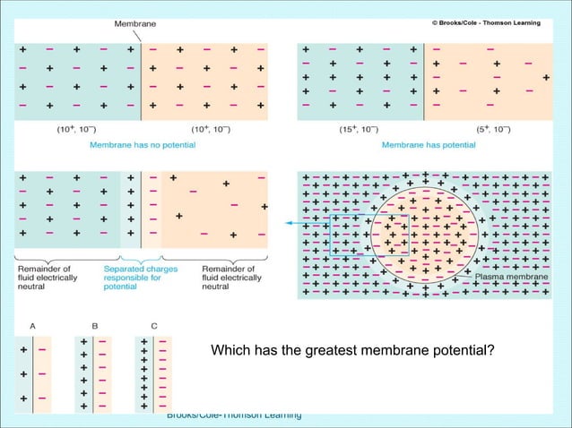 Membrane potential + action potential | PPT