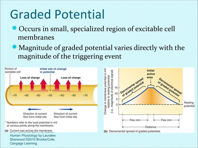 Membrane potential + action potential | PPT