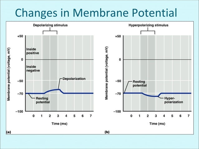 Membrane potential + action potential | PPT