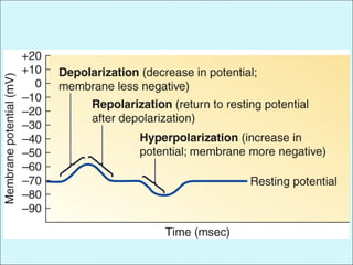 Depolarization Hyperpolarization