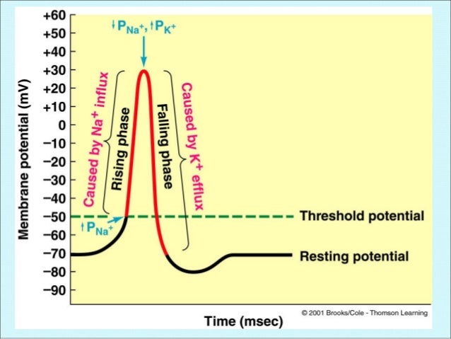 Membrane potential + action potential