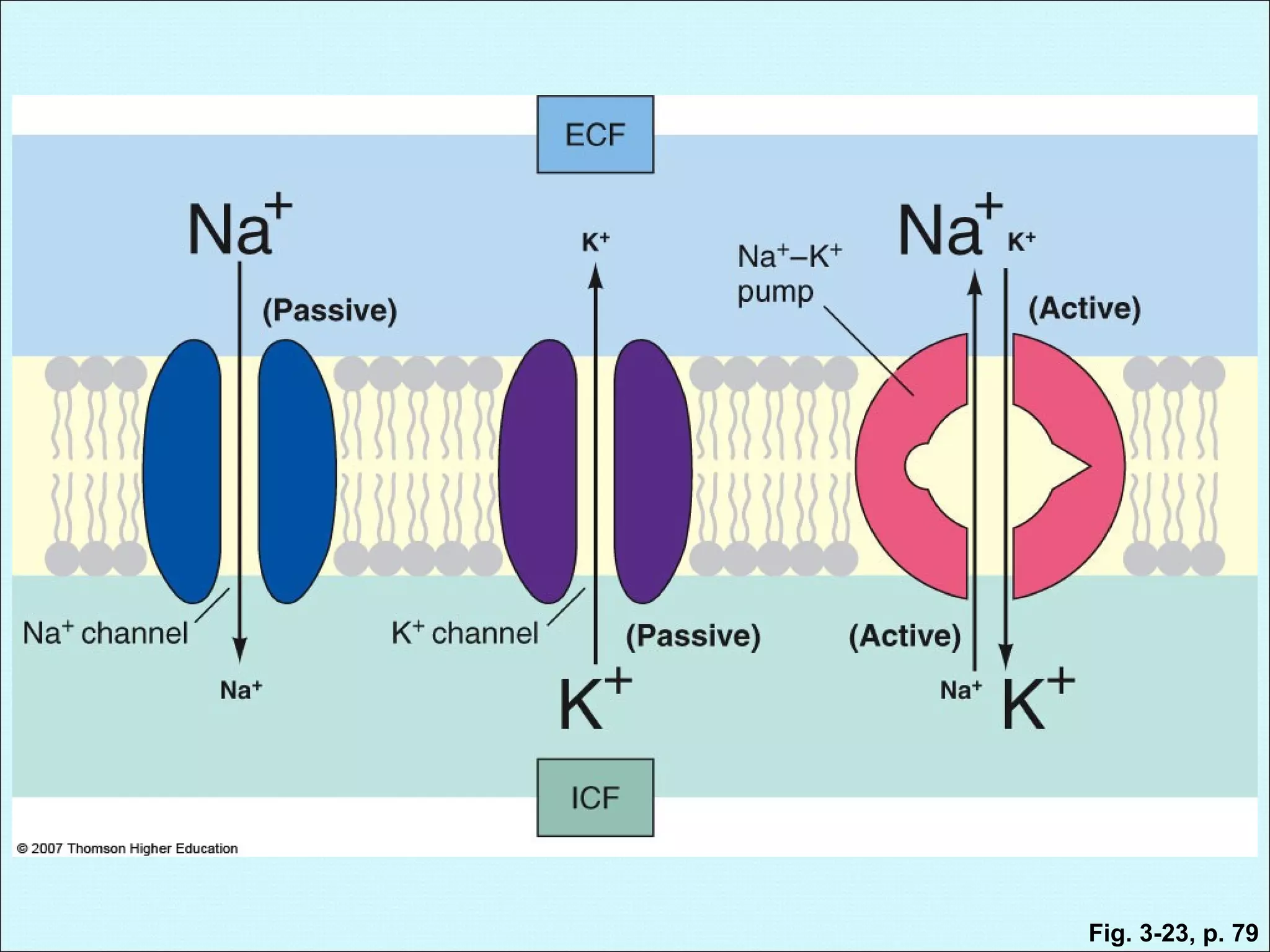 Membrane potential + action potential | PPT
