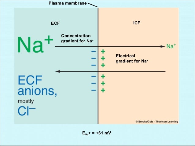 Membrane potential + action potential