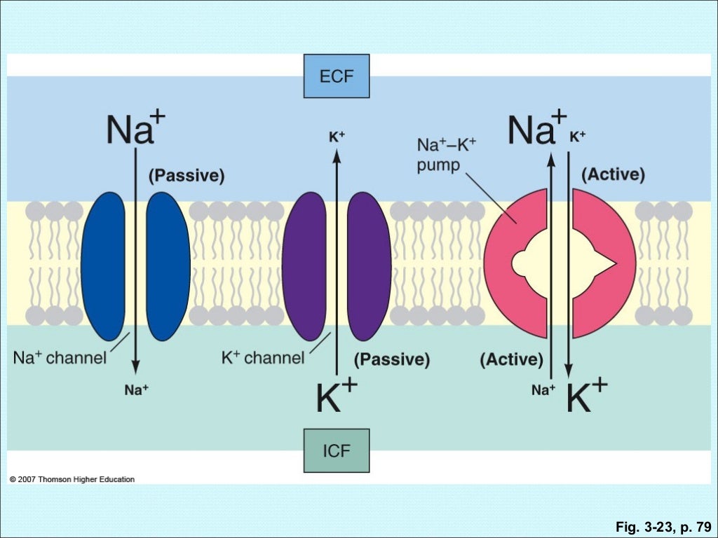 Membrane potential + action potential