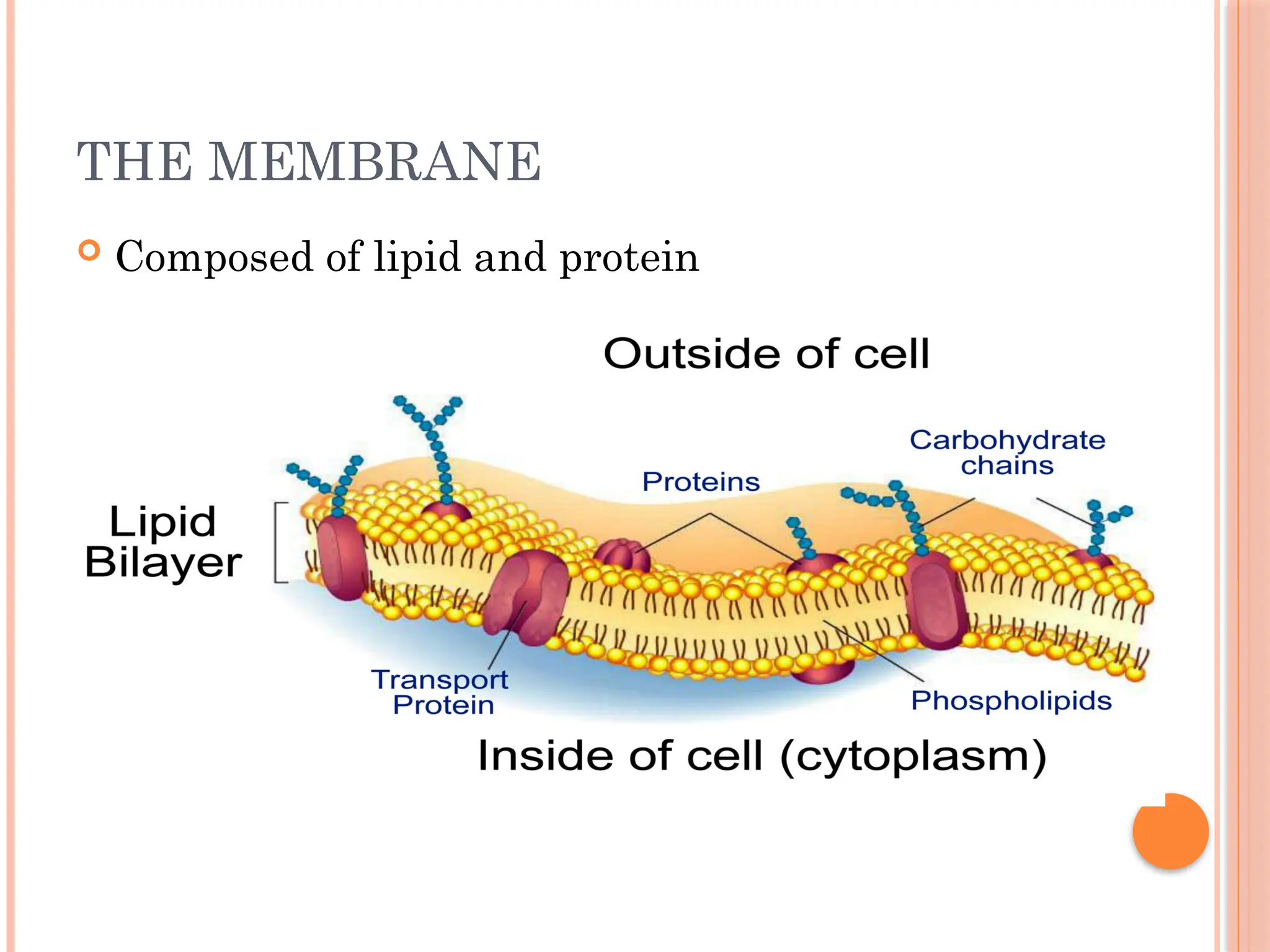 Membrane Potential & Action Potential present.pptx