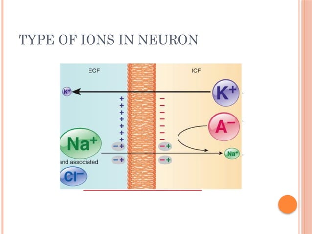 Membrane Potential & Action Potential present.pptx