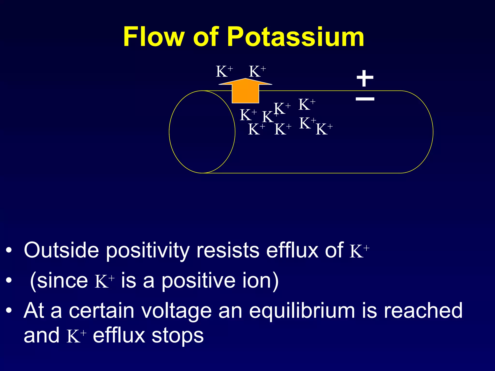 Membrane Potentials | PPT