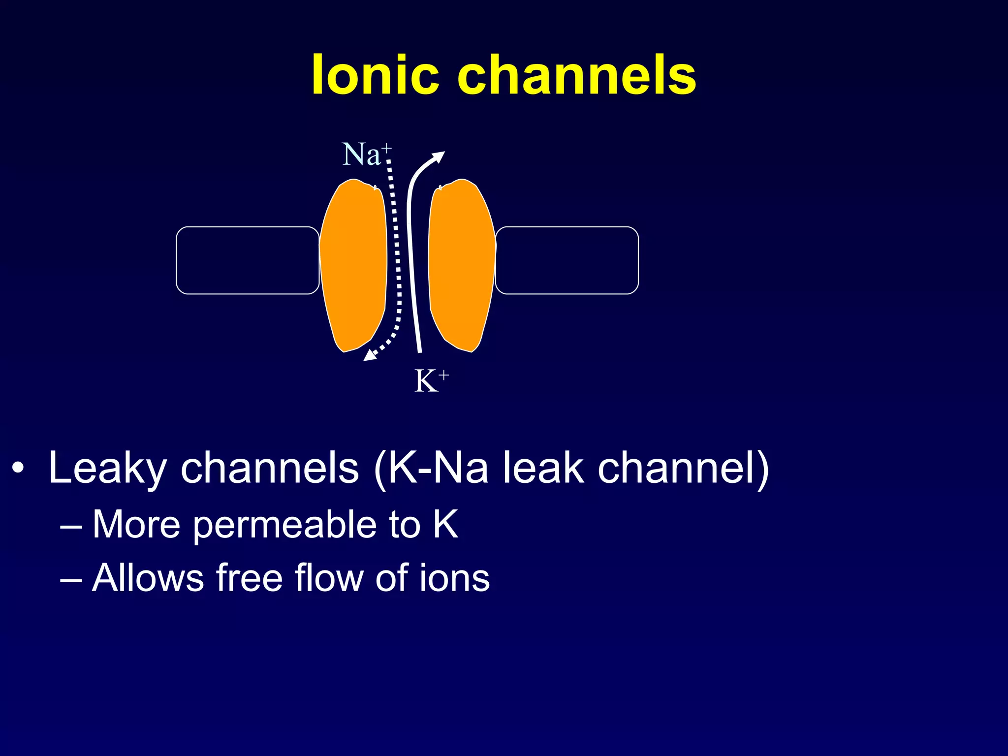 Membrane Potentials | PPT