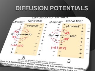 Membrane potentials | PPTX