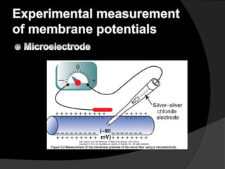Membrane potentials | PPTX