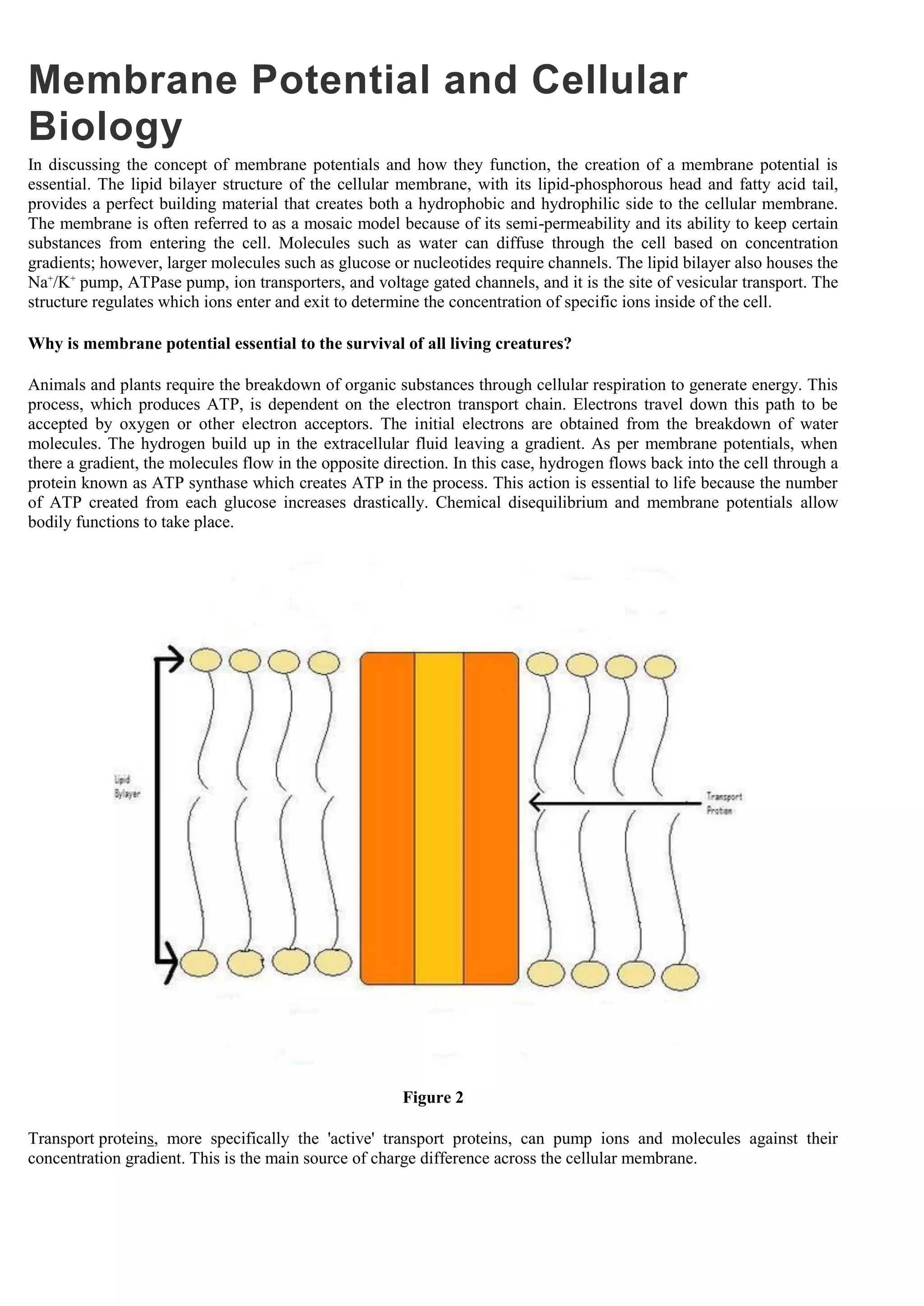 Membrane potentials | PDF