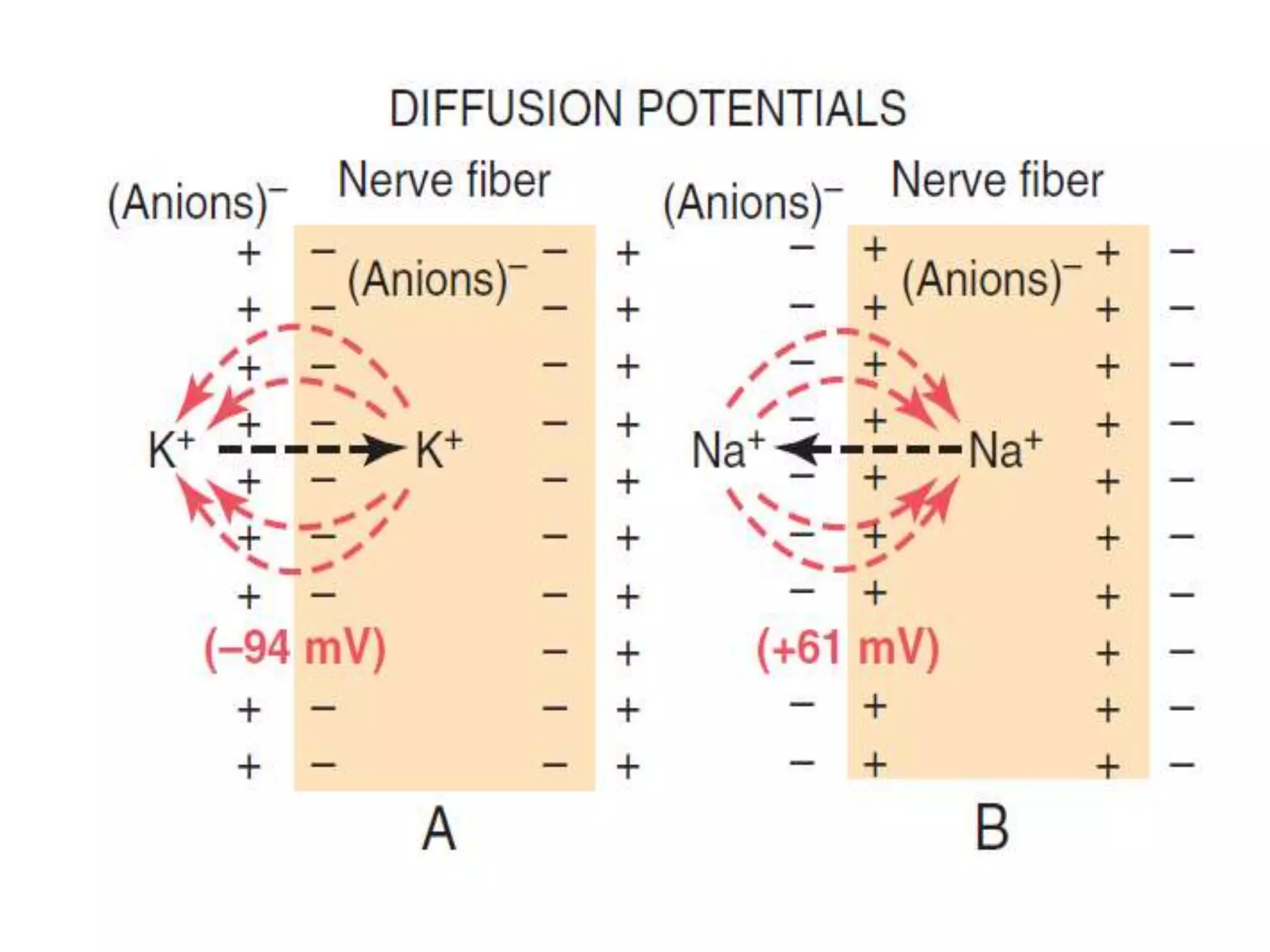 Membrane potentials | PPTX